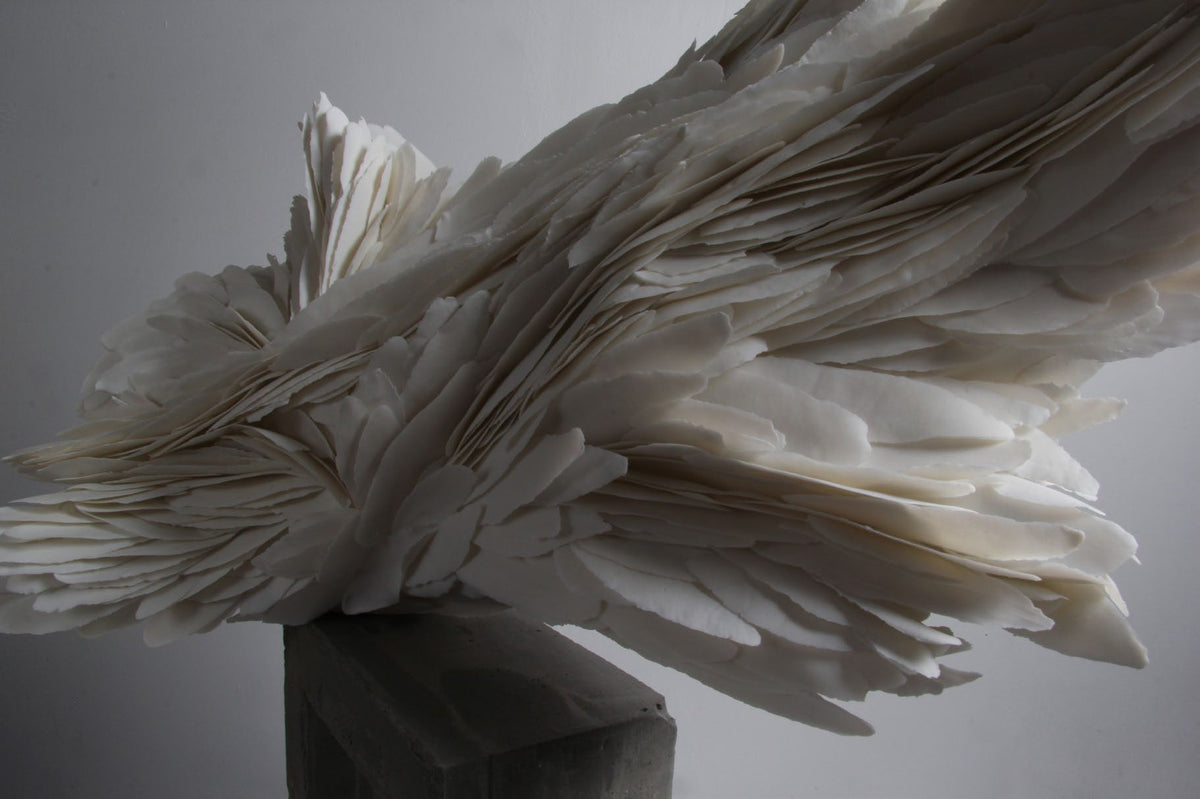 White Bird – muse